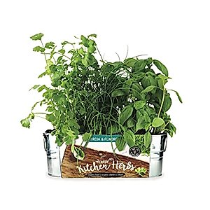 BUZZY Organic Windowsill Grow Kit | Kitchen Herbs: Basil, Cilantro, and Chives | Best Gardening Gifts, Favors, Parties, Events, Unique, and Fun | Growth Guaranteed