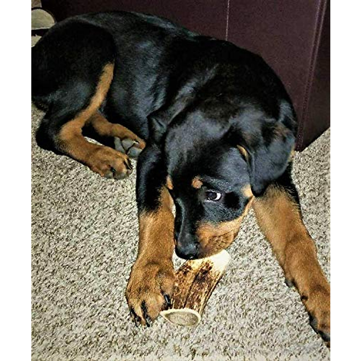 Elk Antlers for Dogs - Medium Size 5-8” All Natural Premium Grade A - Deer Antlers for Dogs, Pets, and Puppies- Dog Antler Chews - Long Lasting - Single Pack
