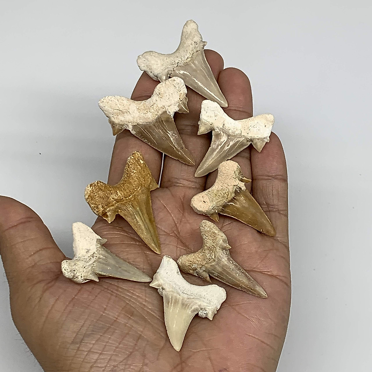 8 Pieces Lot, 47.3g, 1.1"- 1.4" Small Natural Fossilized, Fossils Fish Shark Tooth, Shark Teeth from Morocco,B12750