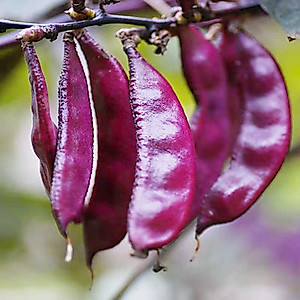 MOKALALA 30 Pcs Purple Hyacinth Bean Seeds Heirloom Red Leaved Plant Vine Seeds | Non-GMO | Purple Flower Lablab purpureus Vegetable Fresh Garden Seeds
