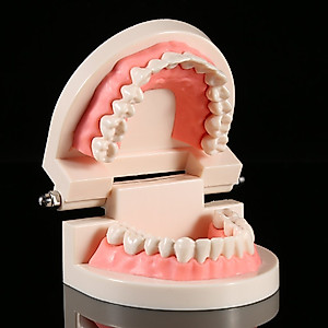 Lightweight toothbrush model for demonstration in a hospital of dental clinic teaching you while brushing your teeth