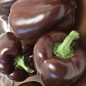 Chocolate Beauty Sweet Bell Pepper Seeds for Planting, 20+ Heirloom Seeds Per Packet, (Isla's Garden Seeds), Non GMO Seeds, Botanical Name: Capsicum annuum, Great Home Garden Gift