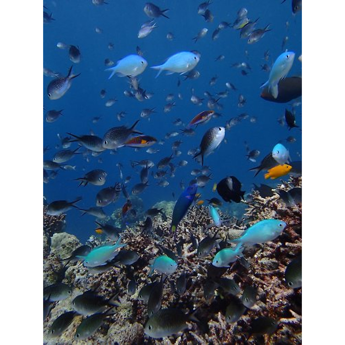 Stylus Tough TG-2 - Digital Camera - red