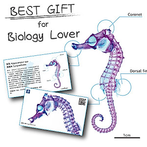 KAIRU ECO-ART STUDIO Diaphonized/Transparent Specimen, Deep Sea Fish of West Pacific, Lanternfish