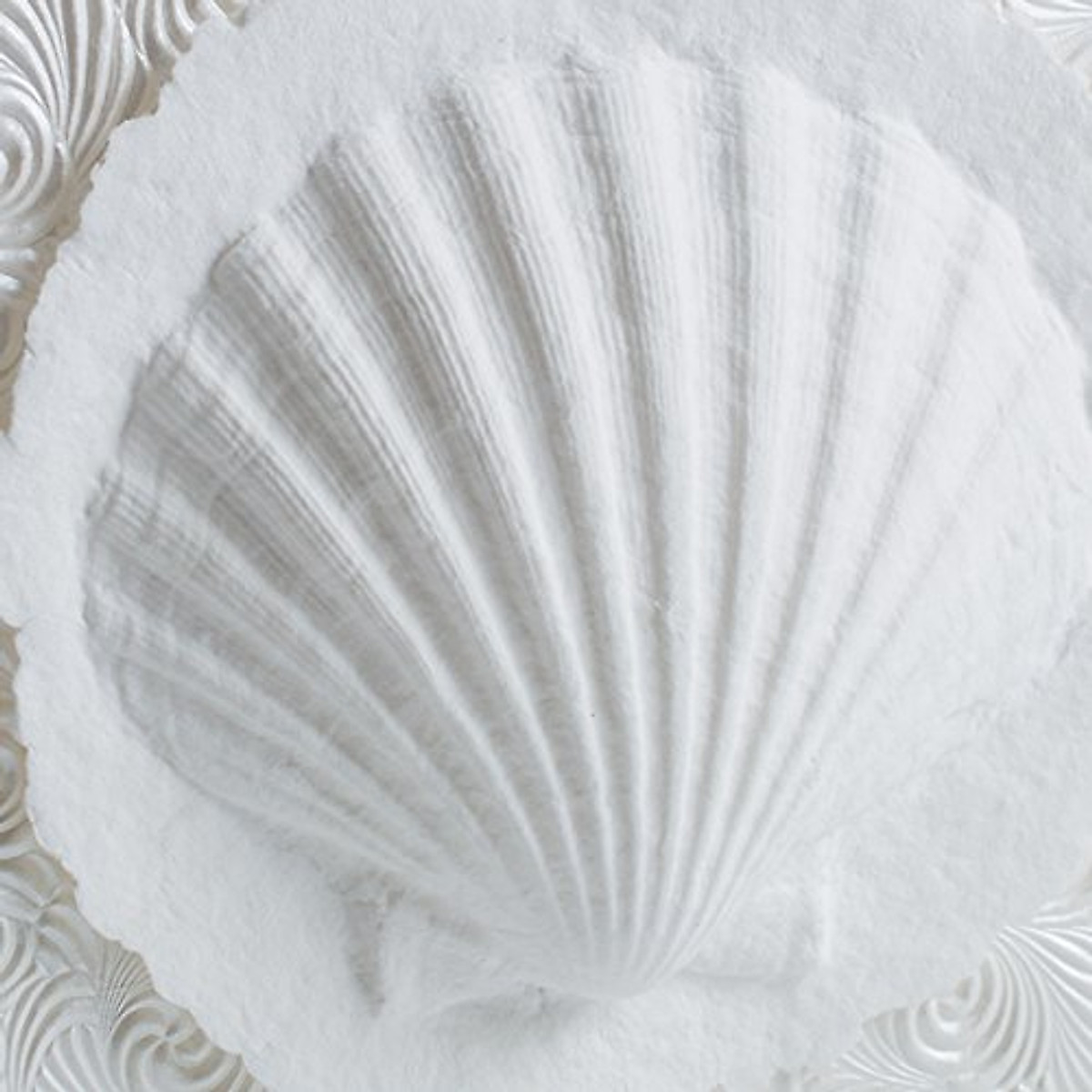 The Favorite Place® Burial Biodegradable Urn for Human Ashes, (Large Shell Urn Box), Water Burial Urn, Urn for Cremation, Cremation Urn Box, EcoFriendly Urn, (Shell on Metallic White) K-103