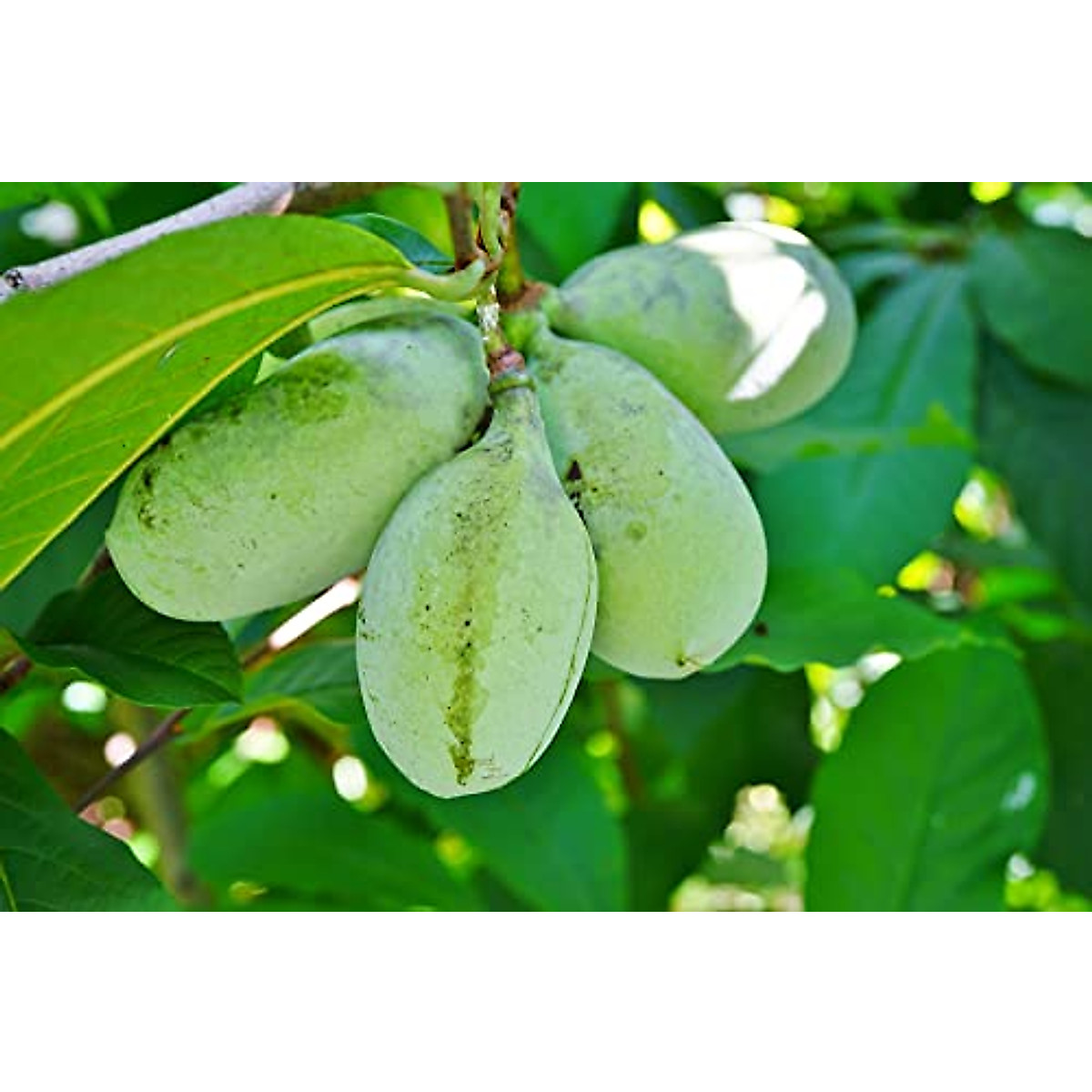 Paw paw Tree Seeds for Planting | 6 Seeds | Edible Fruit Tree, Made in USA. Ships from Iowa. Fun and Easy to Grow Your Own Food, Exotic Pawpaw Tree Seeds