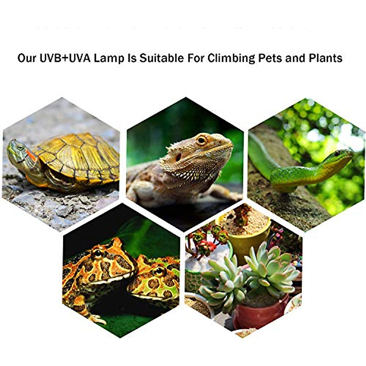 YXW UVA+UVB Bulbs, Heat and Light for Reptiles and Amphibian Tanks, Terrariums and Cages | Works with Various Lamp Fixtures