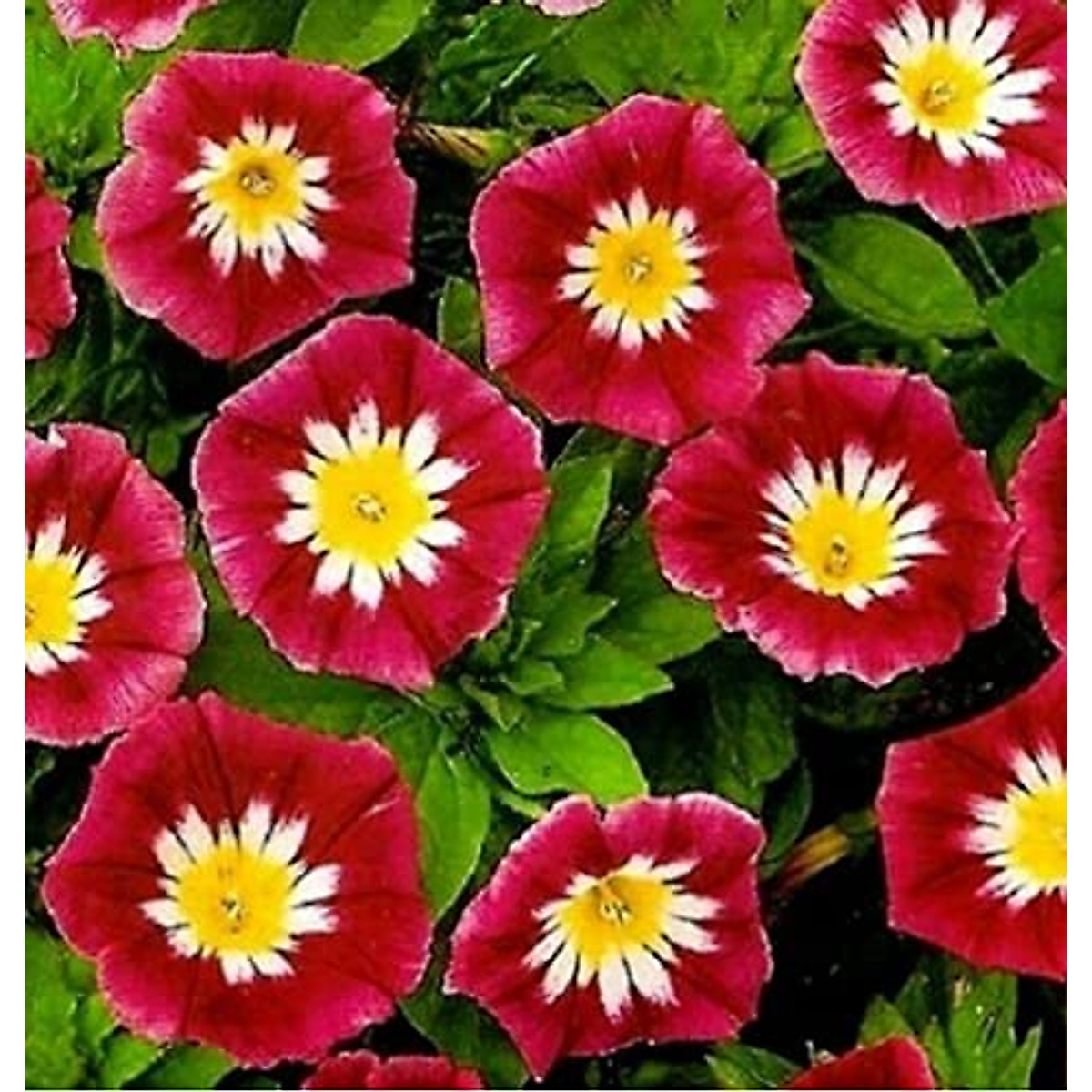 Morning Glory Seeds Ensign Red Heirloom Flower Climbing Vine 25 Seeds