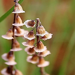 Ocimum Gratissimum Ocimo West African Wild Clove Basil Alfavaca, 20 Premium Heirloom Seeds, Edible, Perennial, Easy to Grow -QAUZUY GARDEN