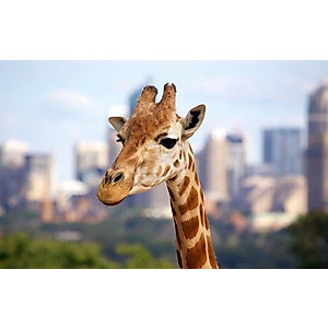 500mm/1000mm f/8 Manual Telephoto Lens for Canon EOS 80D, EOS 90D, Rebel T3, T3i, T5, T5i, T6i, T6s, T7, T7I, T8I, SL3, EOS 60D, EOS 70D, EOS 5D, EOS5D IV, EOS 6D II, EOS 7D II SLR Cameras