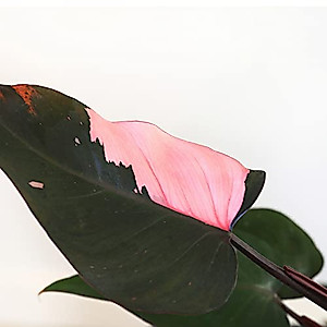 Wild Interiors Pink Princess Philodendron in Matte Pink Ceramic Pottery, Rare Plant, Live Indoor Plant, Variegated Leaves, Fully Rooted, Pink Home Décor, 5" Diameter, 8-14" Tall