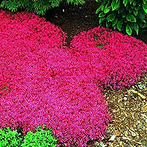 1000 Pcs Magic Carpet Creeping Thyme Ground Cover Creeping Thyme Seeds