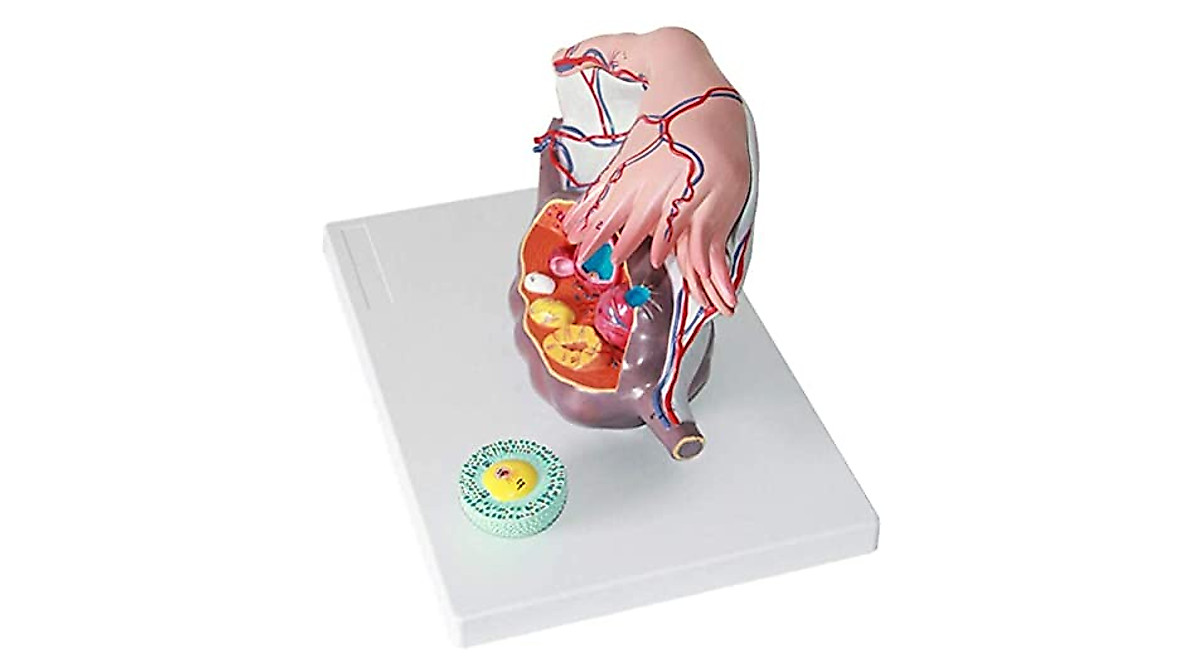 DEAVER Uterine Anatomy Model - Detailed Medical Training Aid