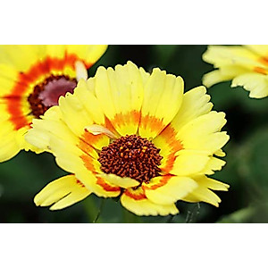 Painted Daisy Seeds for Planting Outdoors, 2.5 Grams of Flower Seeds, Chrysanthemum Carinatum, Tricolor Daisy