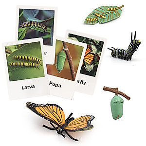 Montessori Life Cycle Animal Figures with Flash Cards, Plastic Insects Monarch Butterfly Kit Caterpillar Toy for Kids, Realistic Animal Figurines (Butterfly)