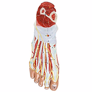 Axis Scientific Anatomy Model of Foot with Muscles, Ligaments, Nerves and Arteries, 9 Removable and Numbered Parts Show Internal Foot Detail and Structure, Study Guide