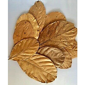 Dried Jackfruit Leaves BioFilm Discus Betta Crystal Red Cherry Shrimp Aquarium (10 Leaves)