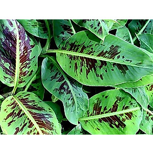 1 Starter Plant of Dwarf Cavendish Banana Tree