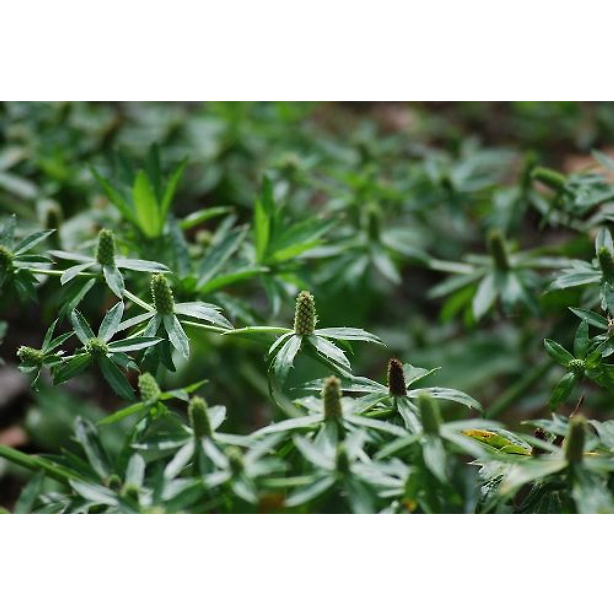 Recao, Culantro, Cilantro ancho, Mexican Coriander (Eryngium foetidum) 200++ Qty Seeds Pack