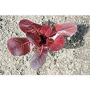 Rouge D'hiver Romaine Lettuce Seeds for Planting, 1000+ Heirloom Seeds Per Packet, (Isla's Garden Seeds), Non GMO Seeds, Botanical Name: Lactuca Sativa, Great Home Garden Gift