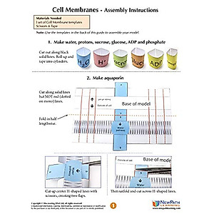 NewPath Learning Cell Membranes 3-D Model Making Kit, Set/5 Full-Color, Paper Model Templates & Teacher Guide (24-7711)