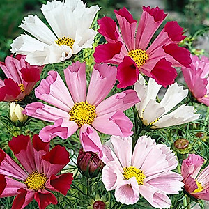 Outsidepride Cosmos Bipannutus Sea Shells Garden & Cut Flower Seed Mix - 250 Seeds