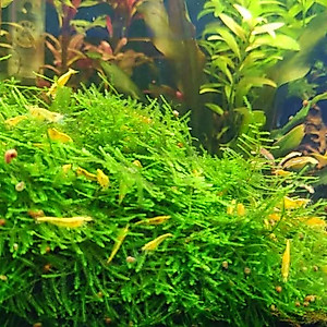 Mainam 3 Different Anubias Nana Java Fern Windelov Java Moss Tropical Freshwater Live Aquarium Plant Decorations 3 Days BUY2GET1FREE