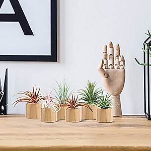 Set of 6 Wood Air Plant Holder- 2 Sizes Rustic Style Air Plant Pots Indoor Decorative Air Plants Display Containers Table Centerpiece for Home Office Tabletop Decor Supplies(Internal Dia 1.2" & 1.4")