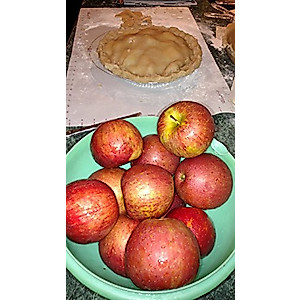 Disposable Apple Maggot Trap Kit 25 Apples, 25 Wire Holders, Two cans of Adhesive.