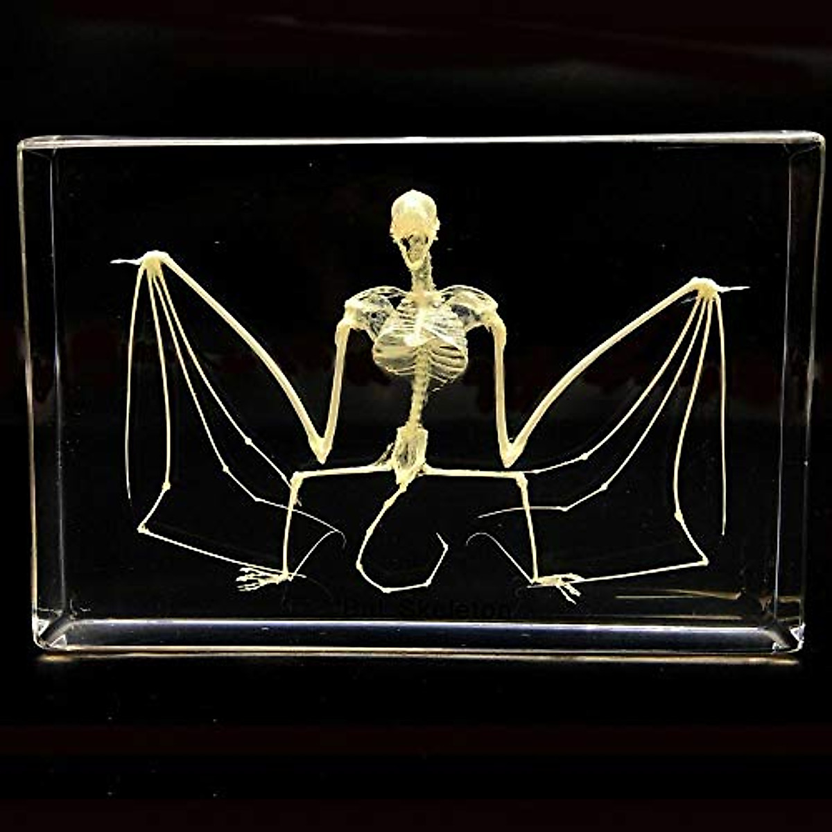 Taxidermy Real Bat Skeleton Specimens Science Classroom Specimen for Science Education