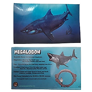 Universal Specialties Huge Realistic 5.5 Inch Carcharodon Megalodon Giant Shark Tooth Fossil Natural Colors Prehistoric Museum Quality Large Display Great Teeth for Kids or Collectors (Replica)