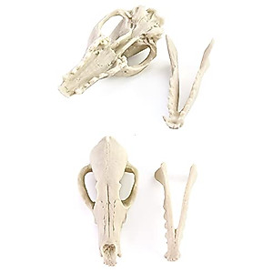 QWORK Fox Skull, Realistic Animal Skull Bones Fox Head Skeleton Natural Teeth Bone Specimen Model for Home Collectible Decoration Halloween Party