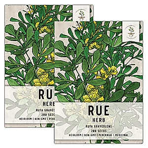 Seed Needs, Rue Herb Seeds for Planting (Ruta graveolens) Heirloom, Non-GMO & Untreated - Medicinal Herb (2 Packs)