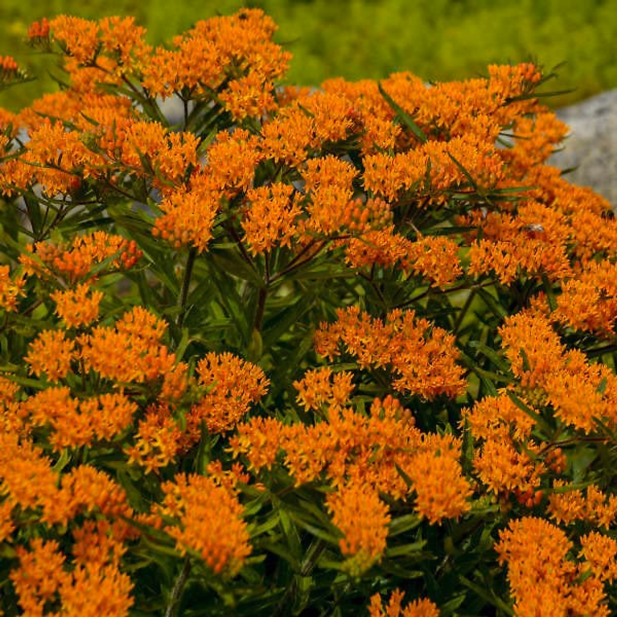 Orange Milkweed Plant Live Butterfly Milkweed Plant Asclepias Tuberosa Starter Plant