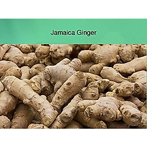 JAMAICAN GINGER - Zingiber officinale-Grow Your own,Grow Indoors or Outdoors(1 Pound)