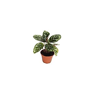 Calathea Peacock Makoyana- 2'' from California Tropicals