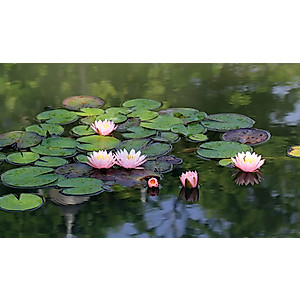 15 Lotus Seeds - Grow in Koi Ponds, Ponds, Grow in a Bowl as Bonsai - Water Lily Grow Very Easy - Ships from Iowa, USA