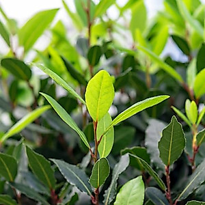 Bay Tree Live Plant 6 to 8 Inches Tall, Laurus Nobilis Live Plant, Bay Laurel Tree Sweet Bay Leaf Plant Outdoor Garden
