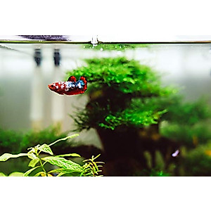 RESILIA Plastic, Leak-Proof Shipping Bags for Live Fish - 20" x 30" 002 mil, Double Bottom Seal, for Freshwater & Saltwater Fish, Case of 25