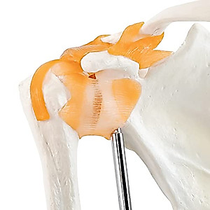 Anatomical Shoulder Joint Model Medical Anatomy Skeleton, Human Body Shoulder Ligament Model Anatomy Replica of Norma Shoulder Joint for Doctors Office Educational Tool, Medical Teaching Learning