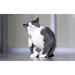 cat Anti Itch - CAT Allergy Relief Complex - Itch Relief Solution - Immune Support - VETS Recommended - quercetin for Cats, pet Allergy Support Chews, Itch and Allergy Relief for Cats 1 Bot 75 Tabs