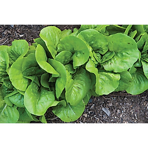 Burpee Burpee Bibb Lettuce Seeds 2500 seeds