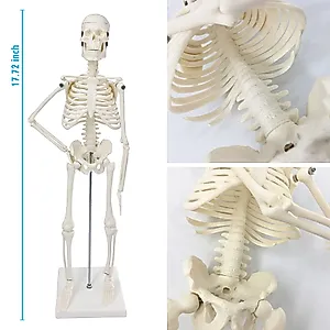 Merinden Mini Human Skeleton Model, 17.72” Petite Human Bones Model with Movable Arms, Legs and Stand, for Student, Kid to Study Small Human Skeletal System Anatomy, Physiology and to Decor Halloween