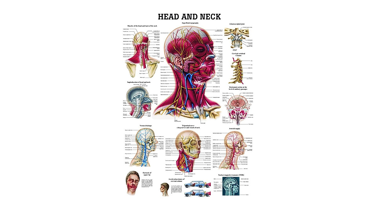 Head and Neck Laminated Anatomy Chart for Medical Education