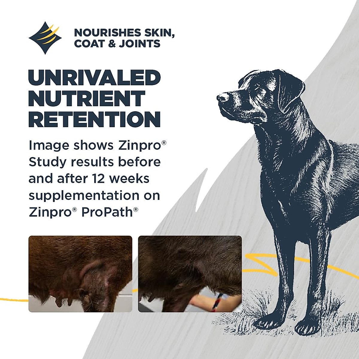 Blackwood Puppy & Performance Dry Dog Food, Chicken Meal with Ancient Grains, 10 Pound Bag for Growing & Working Dogs, Supports Active Lifestyle