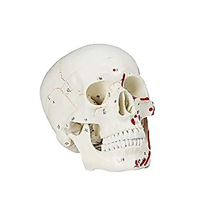 Vision Scientific VAL208 Human Skull with Markings, Muscle and Sutures | Muscle Origins (Painted red) and Insertion (Painted Blue) | Detailed Hand Numbering | Includes Detailed Product Manual