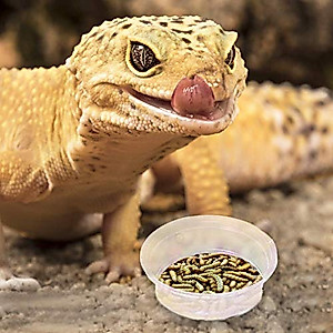 SunGrow Gecko Food and Water Containers, Reusable, Recyclable, Disposable Cups, 0.5 oz Capacity Plastic Transparent Dishes, Fits Various Reptile Feeder, 1.6” Diameter, 0.6” Depth, 100 Pcs