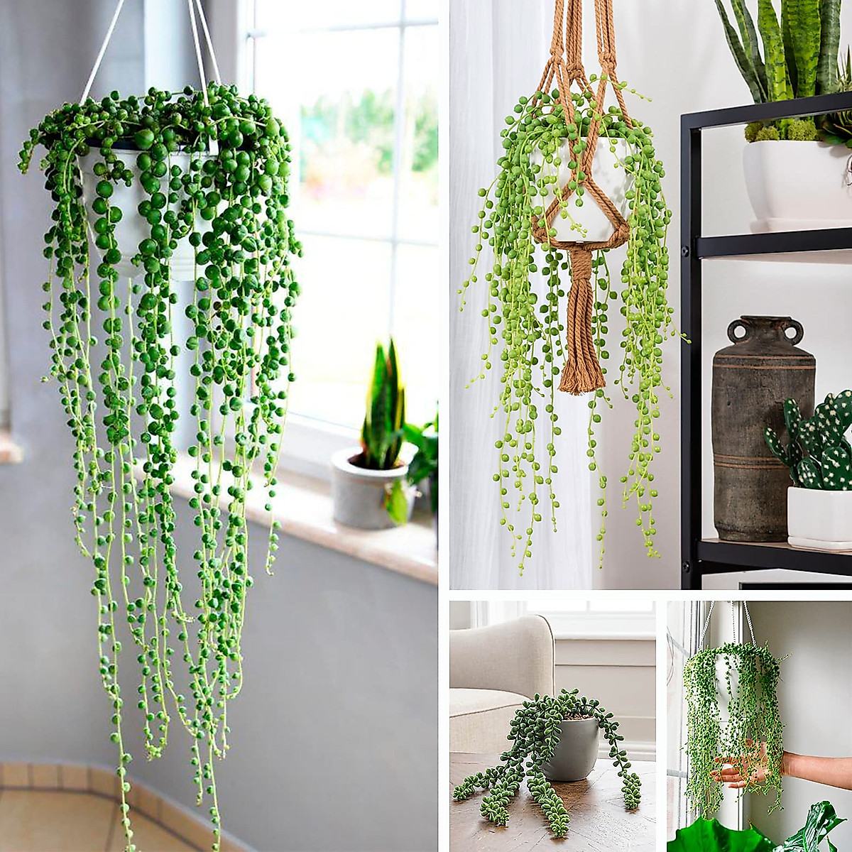 ROXXY GREEN DECOR Artificial String of Pearls Plant - 3 Pack Faux Fake Hanging Succulent Pearl Plants for Home, Kitchen, Office, Wedding, Garden or Craft Art Decor