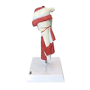 Axis Scientific Muscled Shoulder Joint Model – Shows Complete Shoulder Musculature from Rotator Cuff to Subscapular Muscles – Includes Base, Product Manual