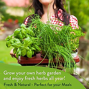 500+ Santo Cilantro Seeds for Planting Indoors or Outdoors - Non-GMO, Heirloom Herbs, Coriander Plant Seeds - Cilantro Herb Seeds for Your Indoor Herb Garden